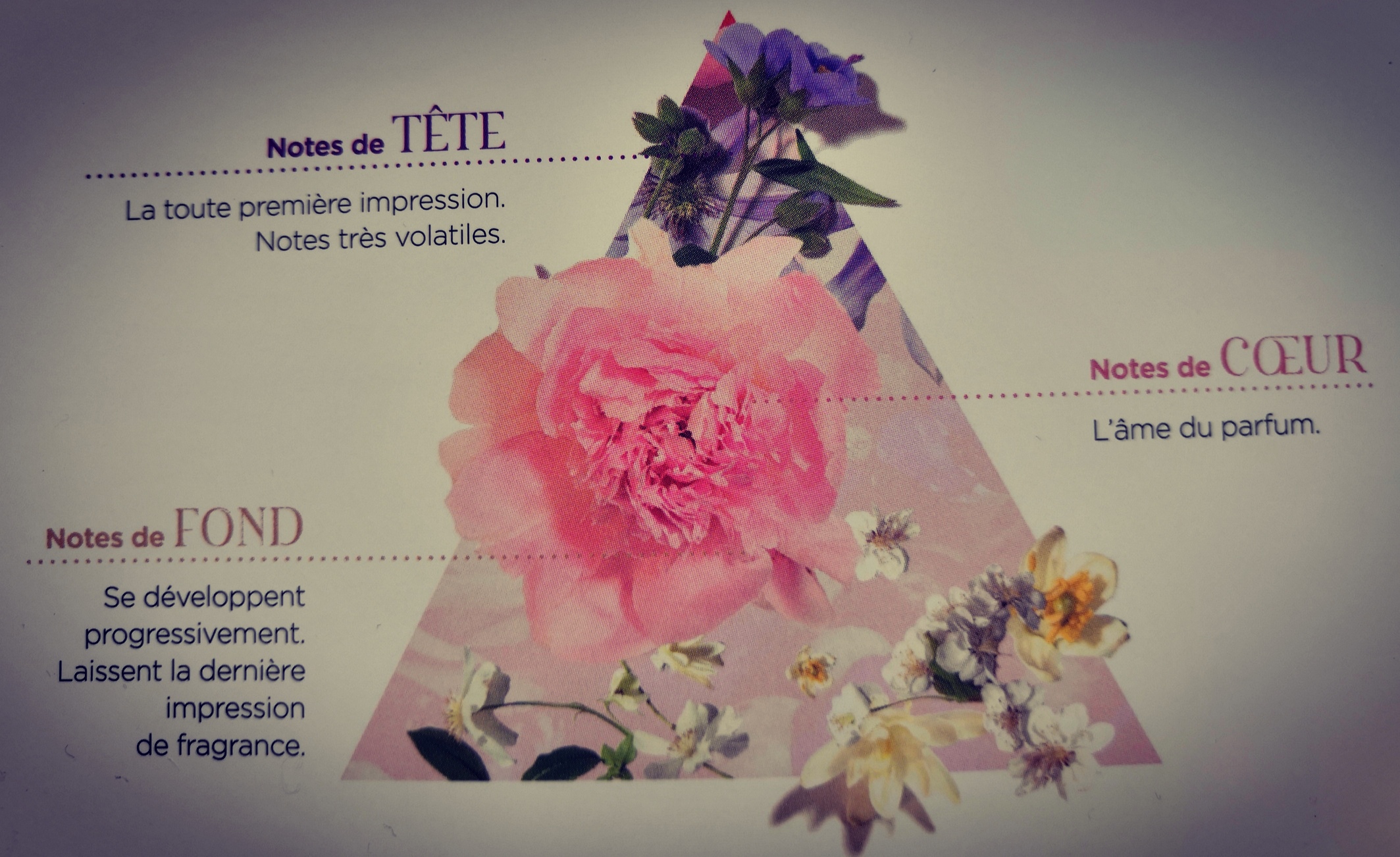 Le saviez vous ? La pyramide olfactive révèle ... ⋆ Paris Parfums Lourdes